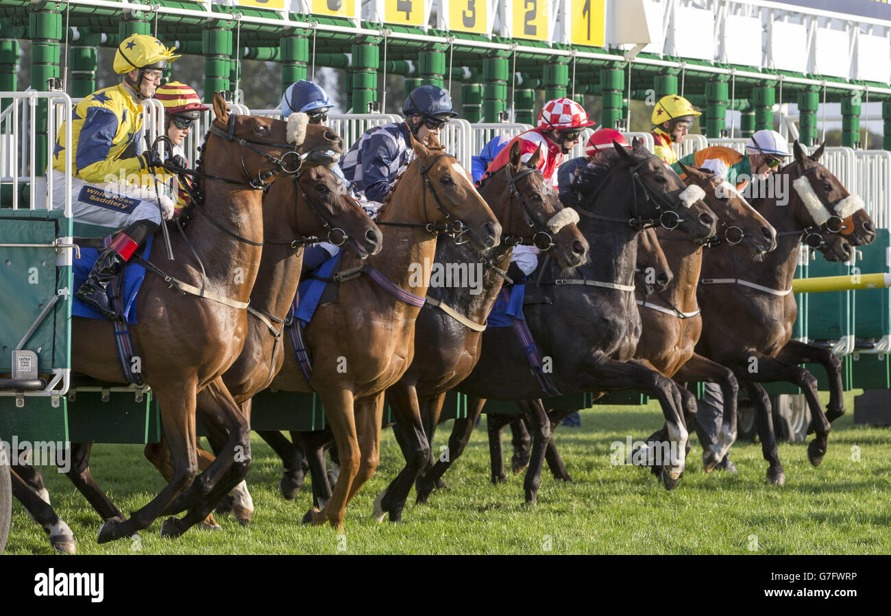 Race Horses Starting Gate High Resolution Stock Photography and Images ...