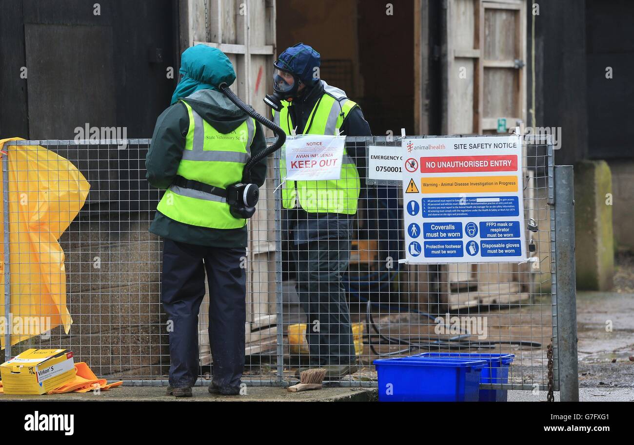 Preparations begin for a cull of ducks at a farm in Nafferton, East ...