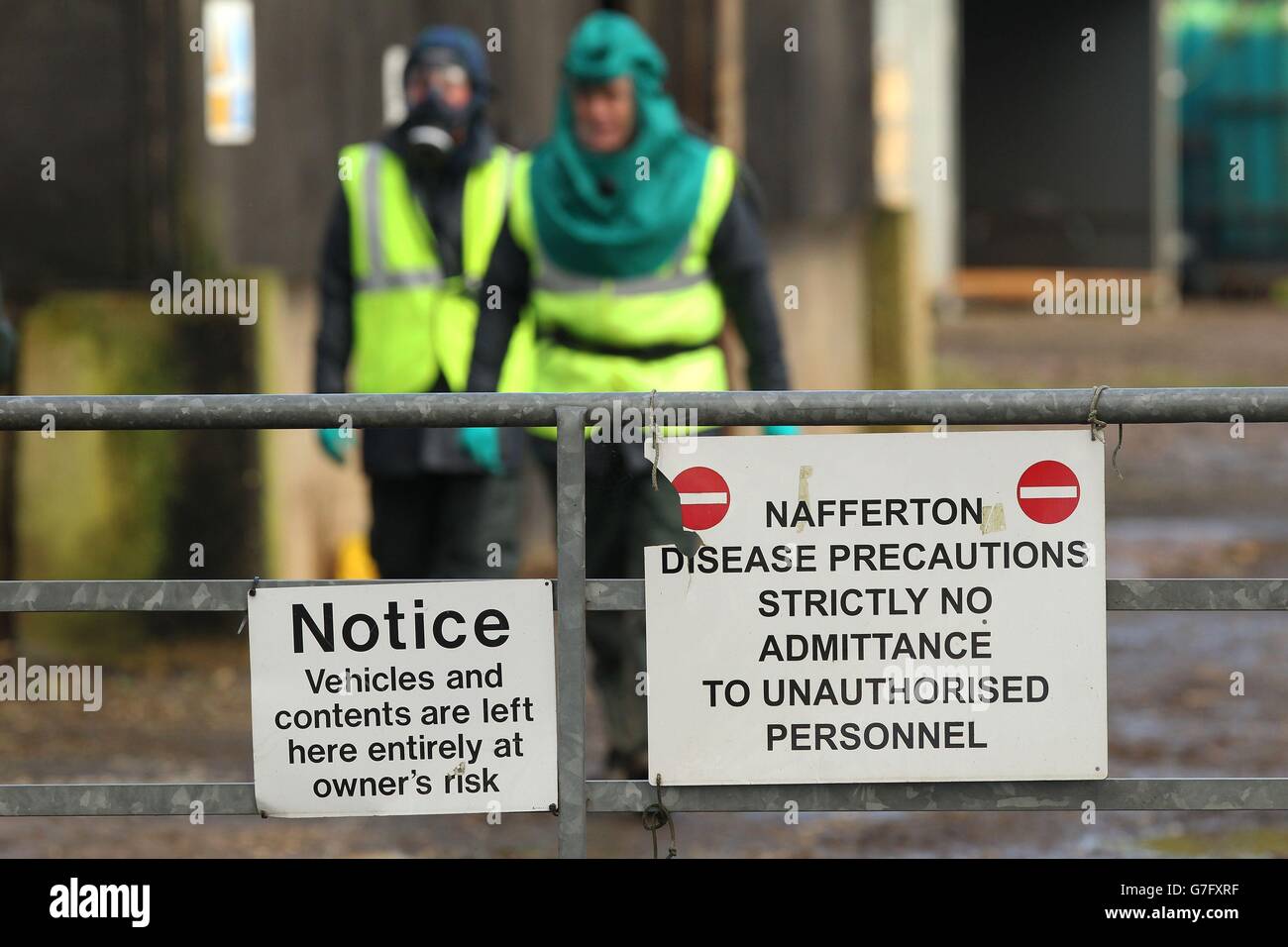Bird flu outbreak Stock Photo - Alamy