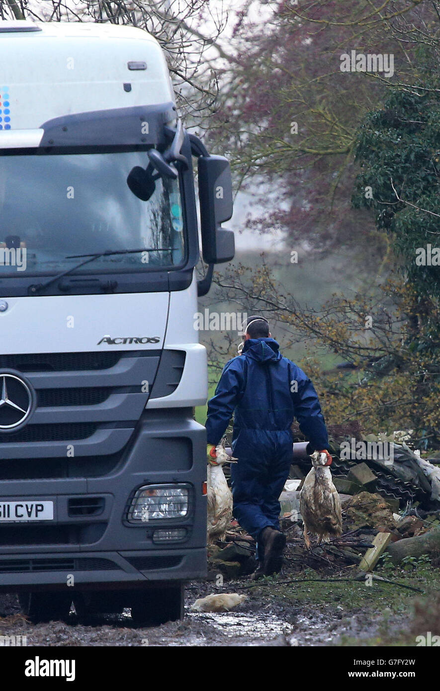 Ducks are loaded onto a lorry following a cull at a farm in Nafferton ...