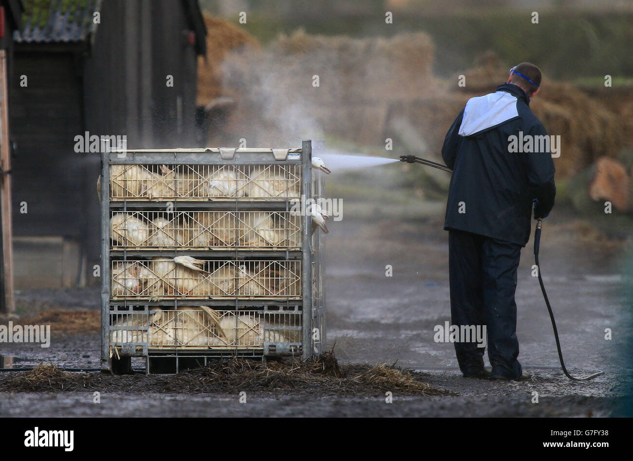 Bird flu outbreak Stock Photo - Alamy