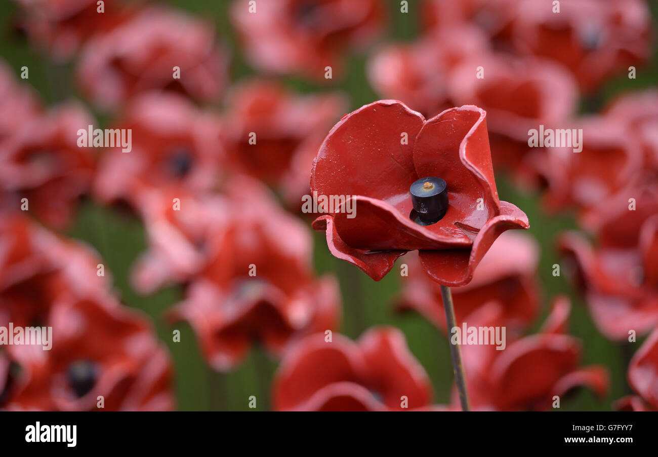 One of the ceramic poppy in the art installation 'Blood Swept Lands and ...
