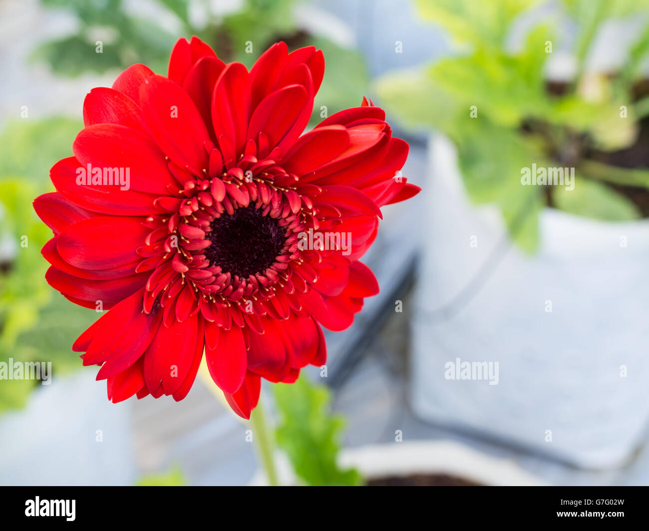 Beautiful red flower blossom in the garden Stock Photo - Alamy