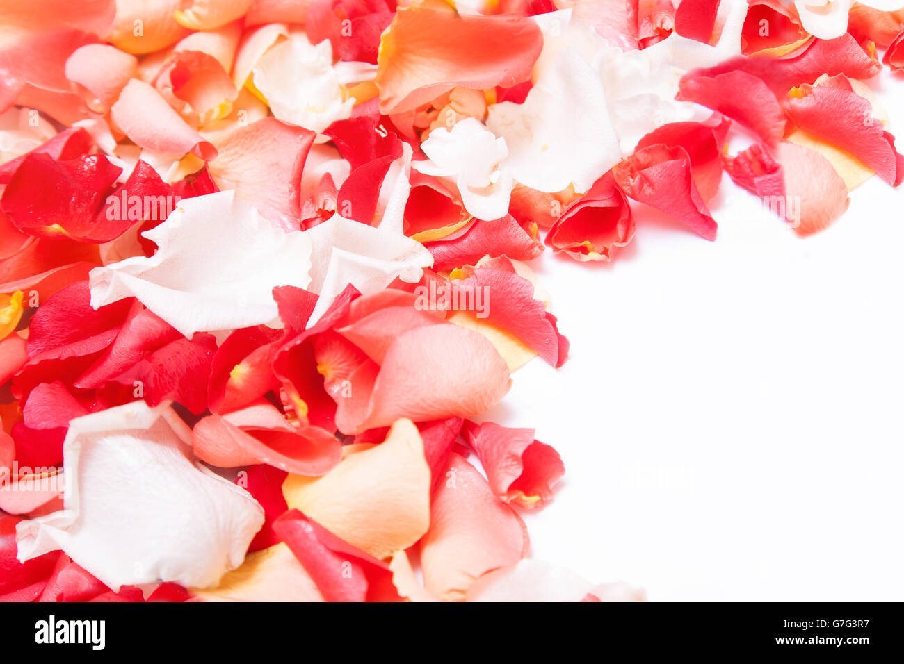 Pink and red rose petals on a white background Stock Photo - Alamy