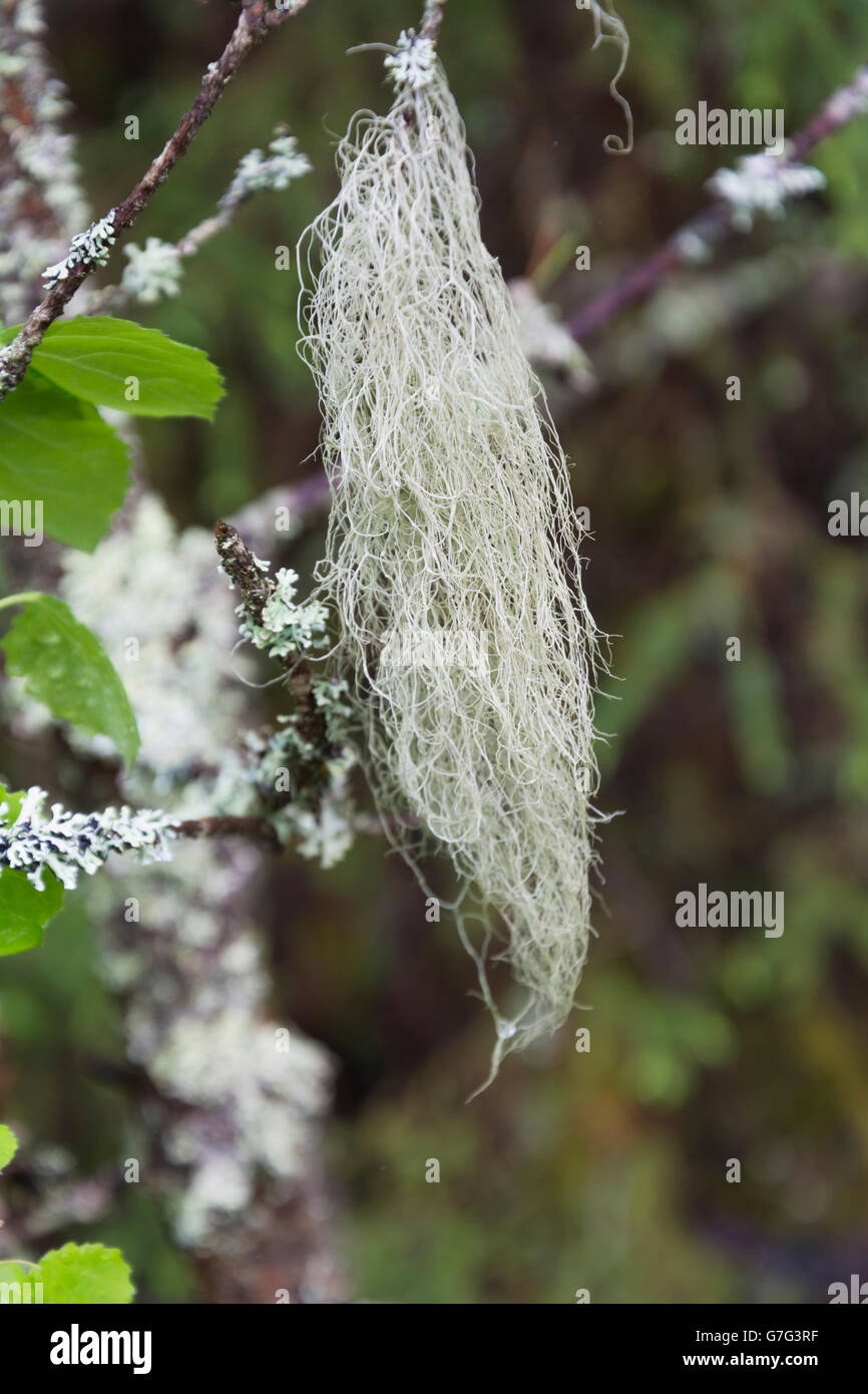 Bearded moss hi-res stock photography and images - Alamy