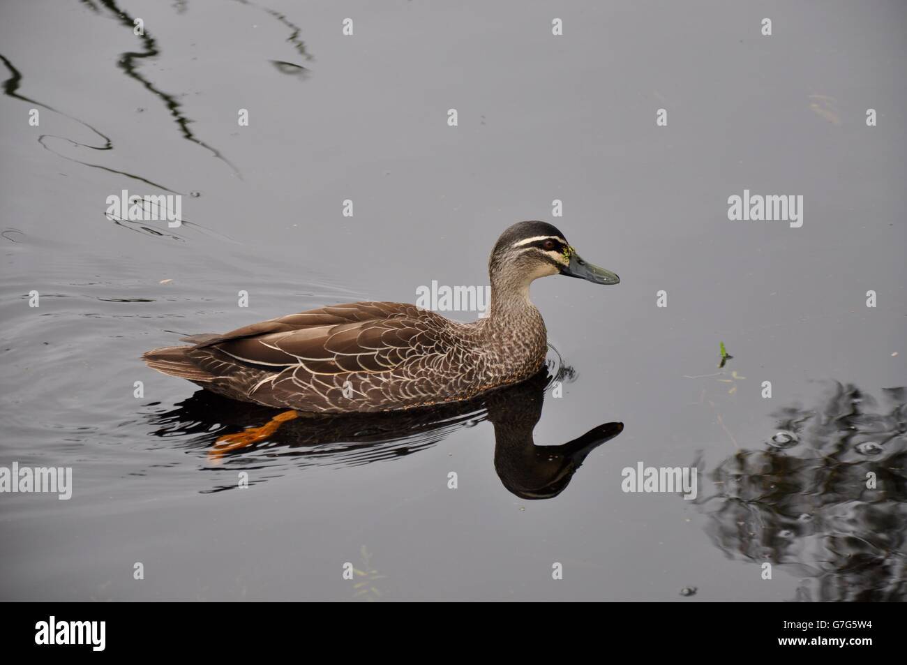Duck swimming underwater view hi-res stock photography and images - Alamy