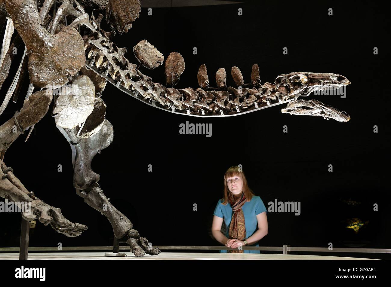 Stegosaurus fossil at the Natural History Museum - London Stock Photo ...
