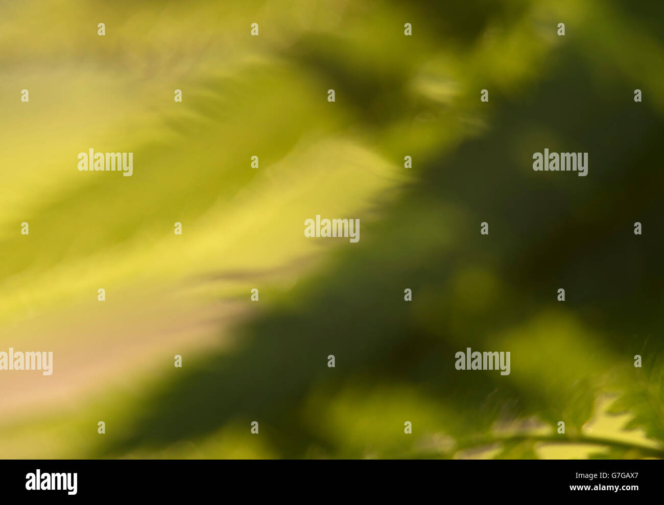 Ferns with shadow hi-res stock photography and images - Alamy