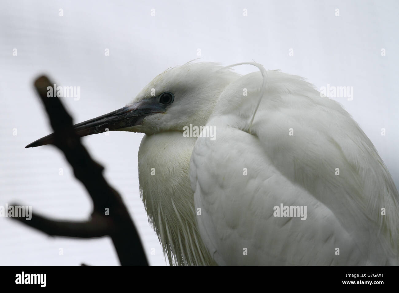 Disabled pigeon hi-res stock photography and images - Alamy