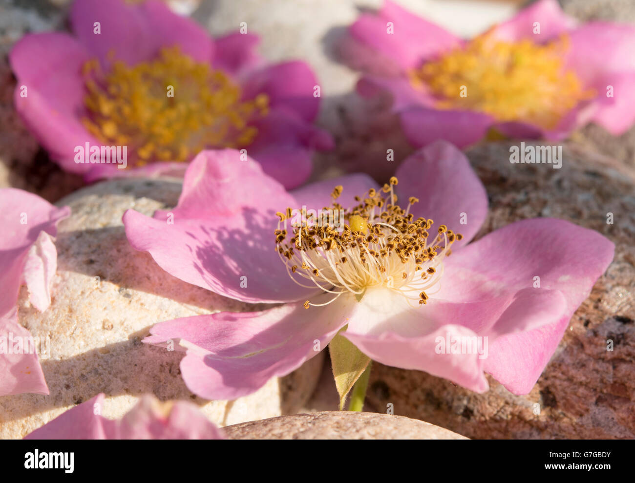 Pink rose closeup up with meditation stones Stock Photo - Alamy