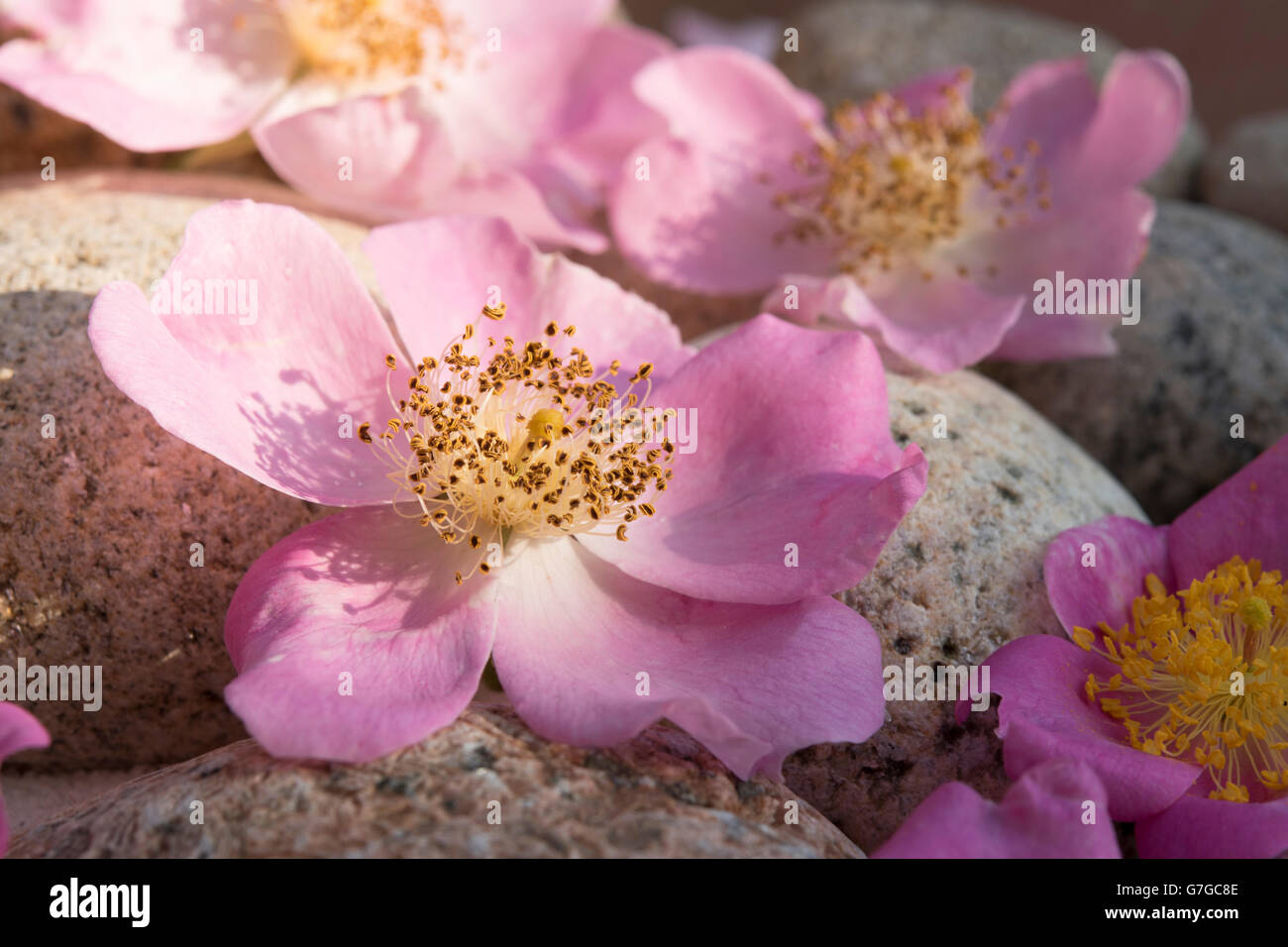 Rose petals and stones stone hi-res stock photography and images - Alamy