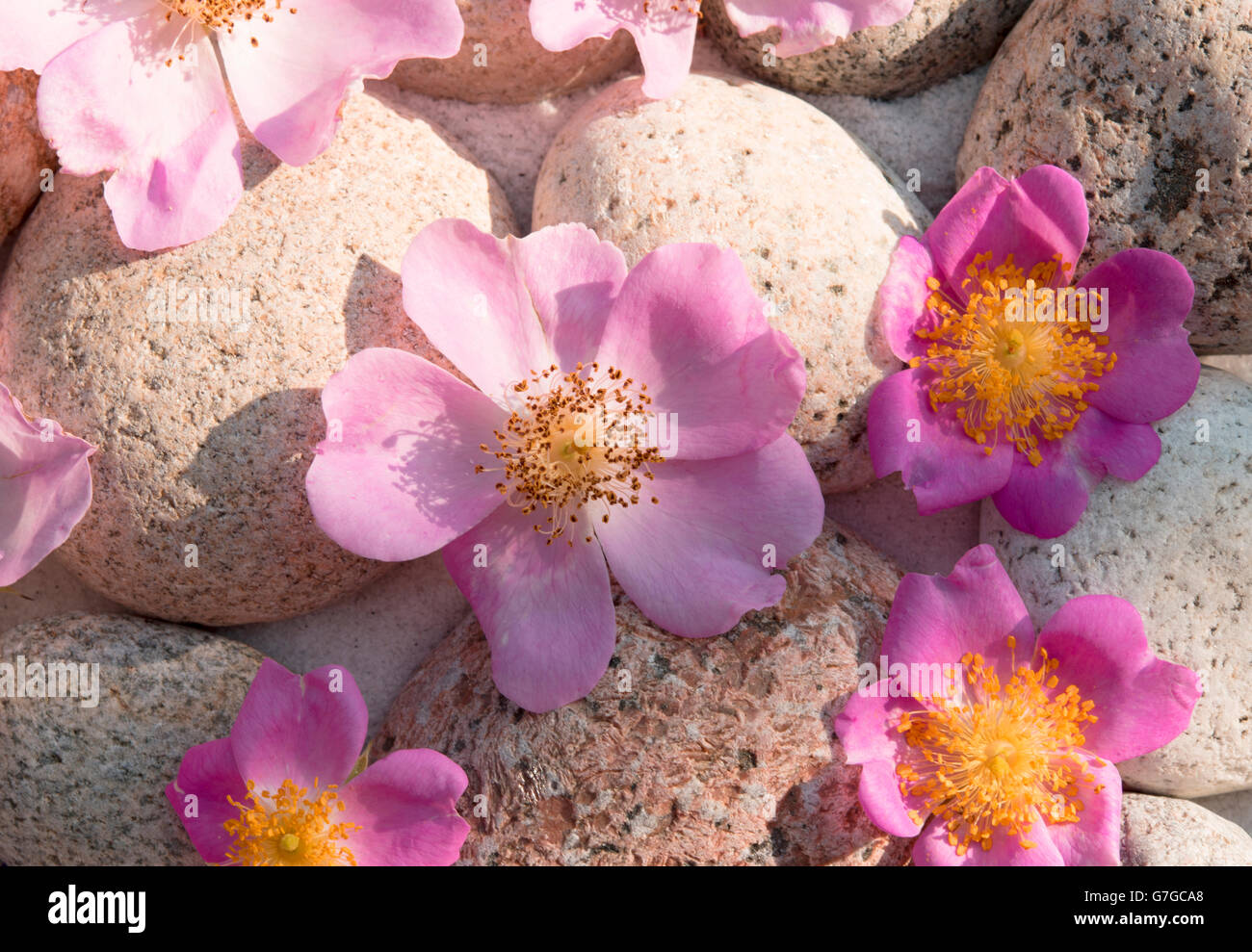Rose stones hi-res stock photography and images - Alamy