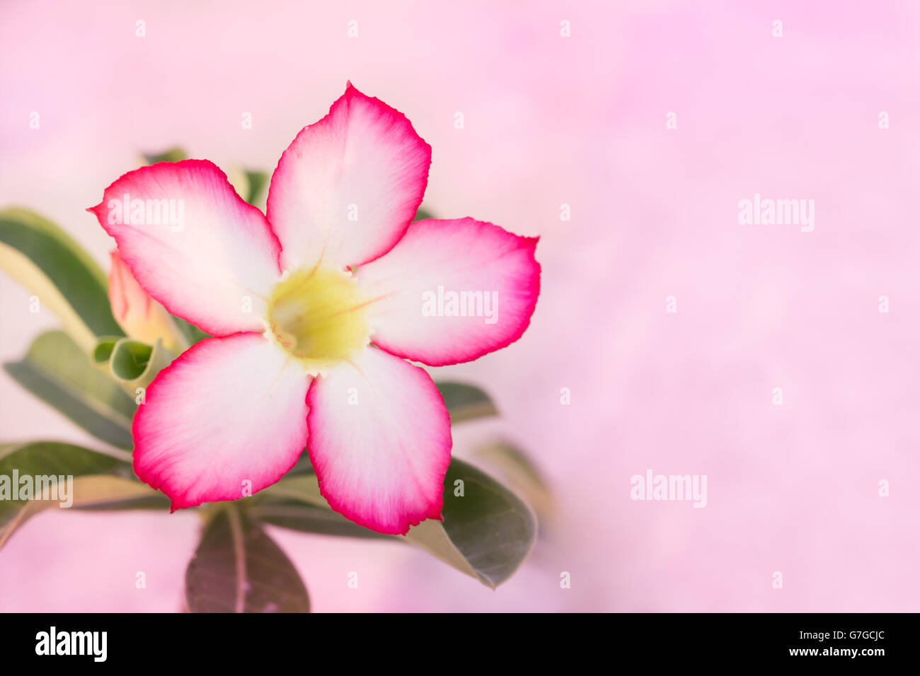 Desert Rose or Impala Lily (Mock Azalea) on pink background, selective ...