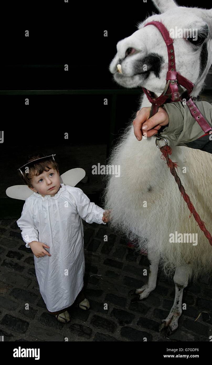 William Fortune and Llama Stock Photo - Alamy
