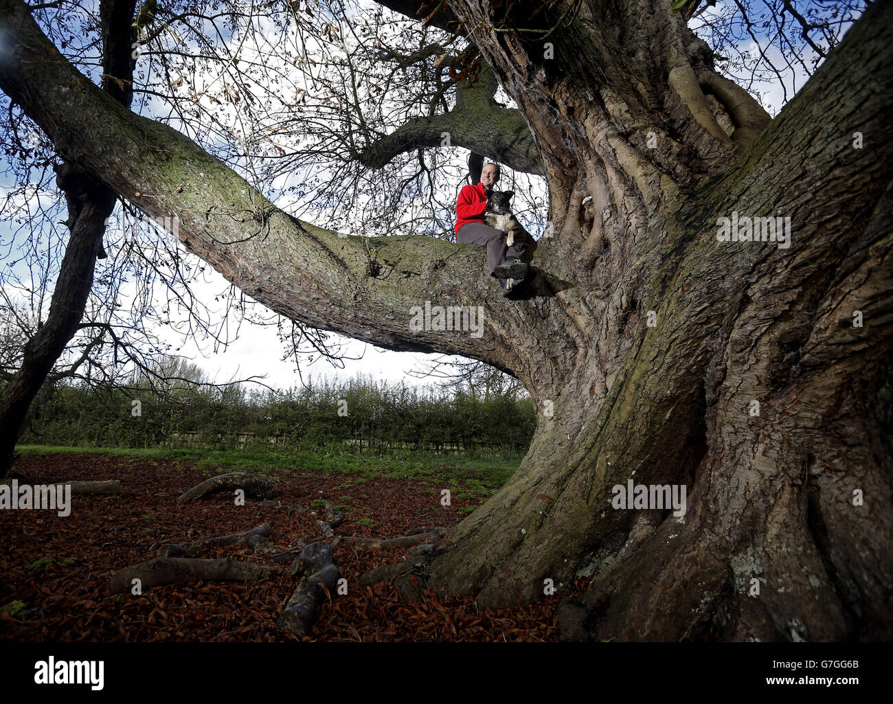 Largest horse chestnut tree Stock Photo - Alamy
