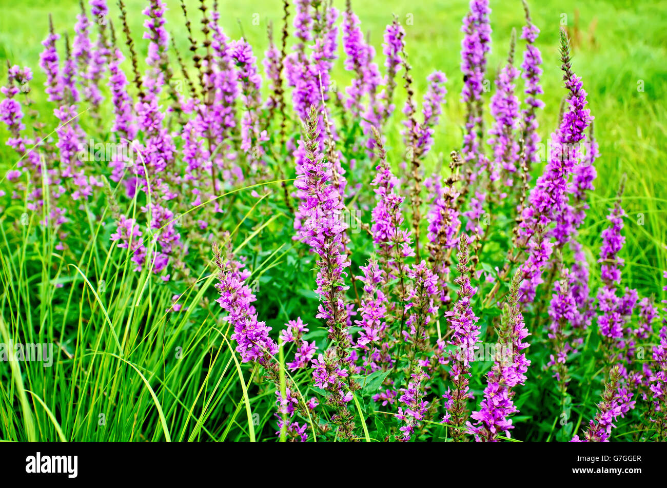 Lythrum salicaria pink Stock Photo - Alamy