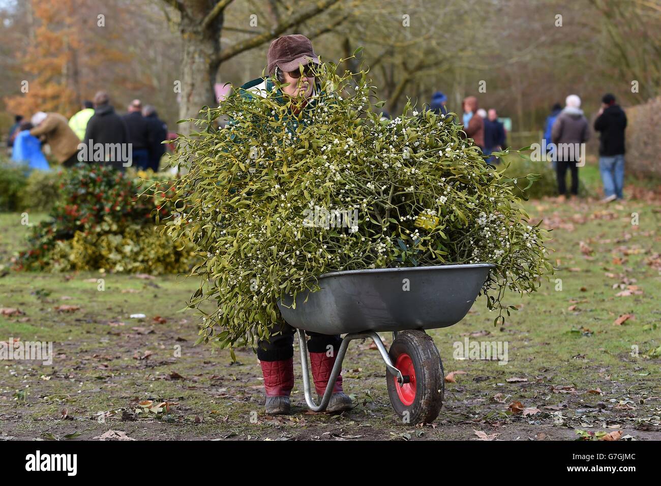 Tenbury Mistletoe and Holly auction Stock Photo - Alamy