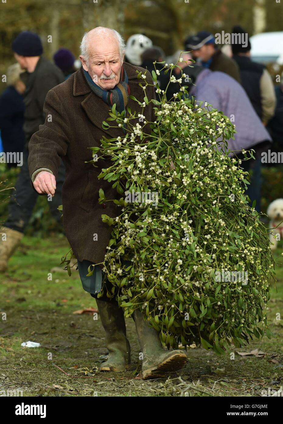 Tenbury Mistletoe and Holly auction Stock Photo - Alamy