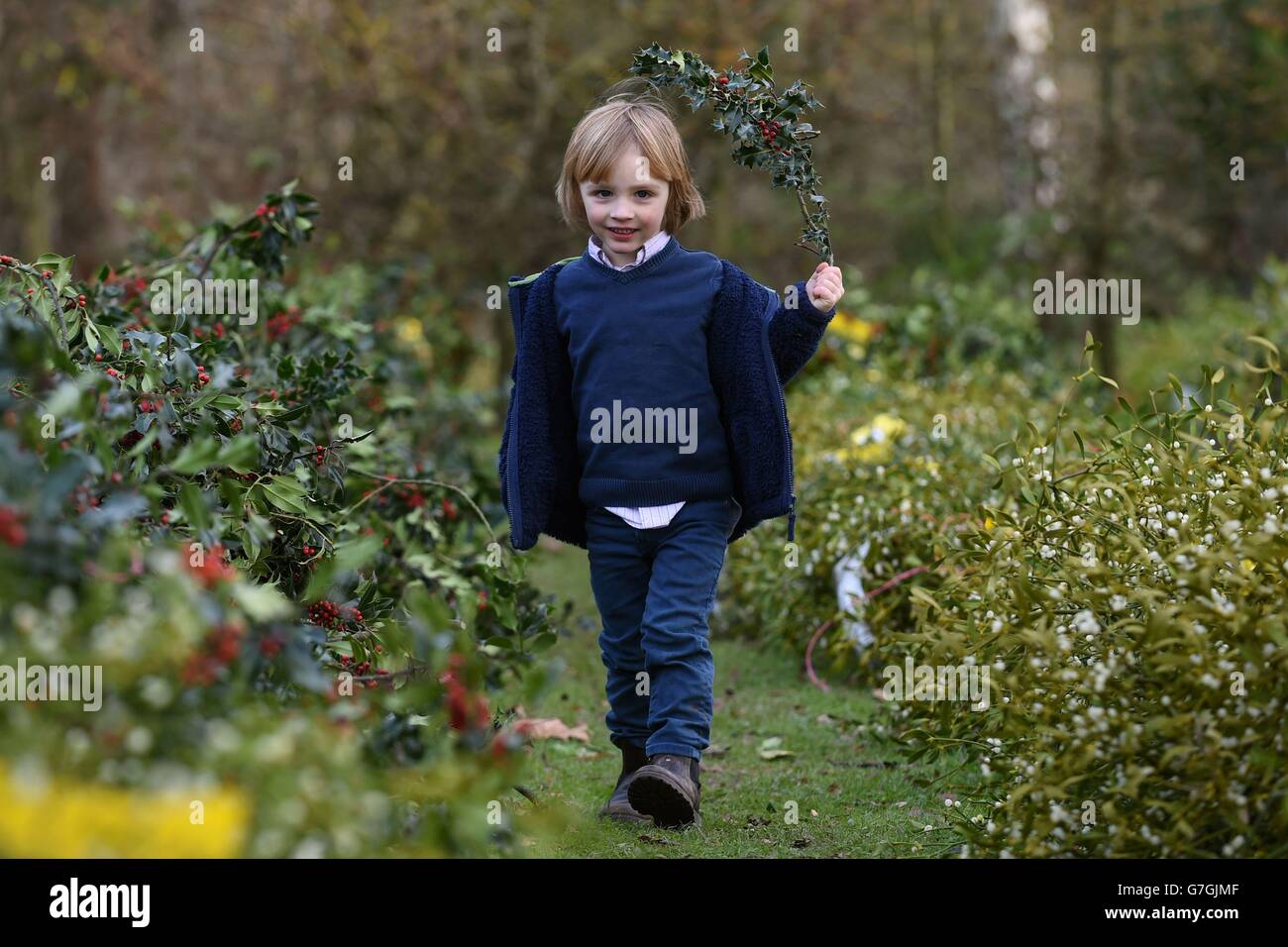 Miles Collings-Howell, three, plays amongst the holly during the ...