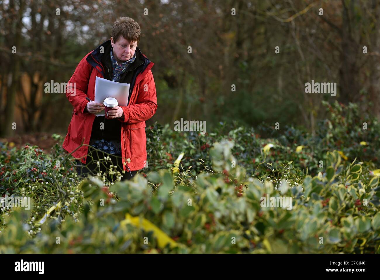 A potential buyer inspects the goods before the Tenbury Mistletoe and ...