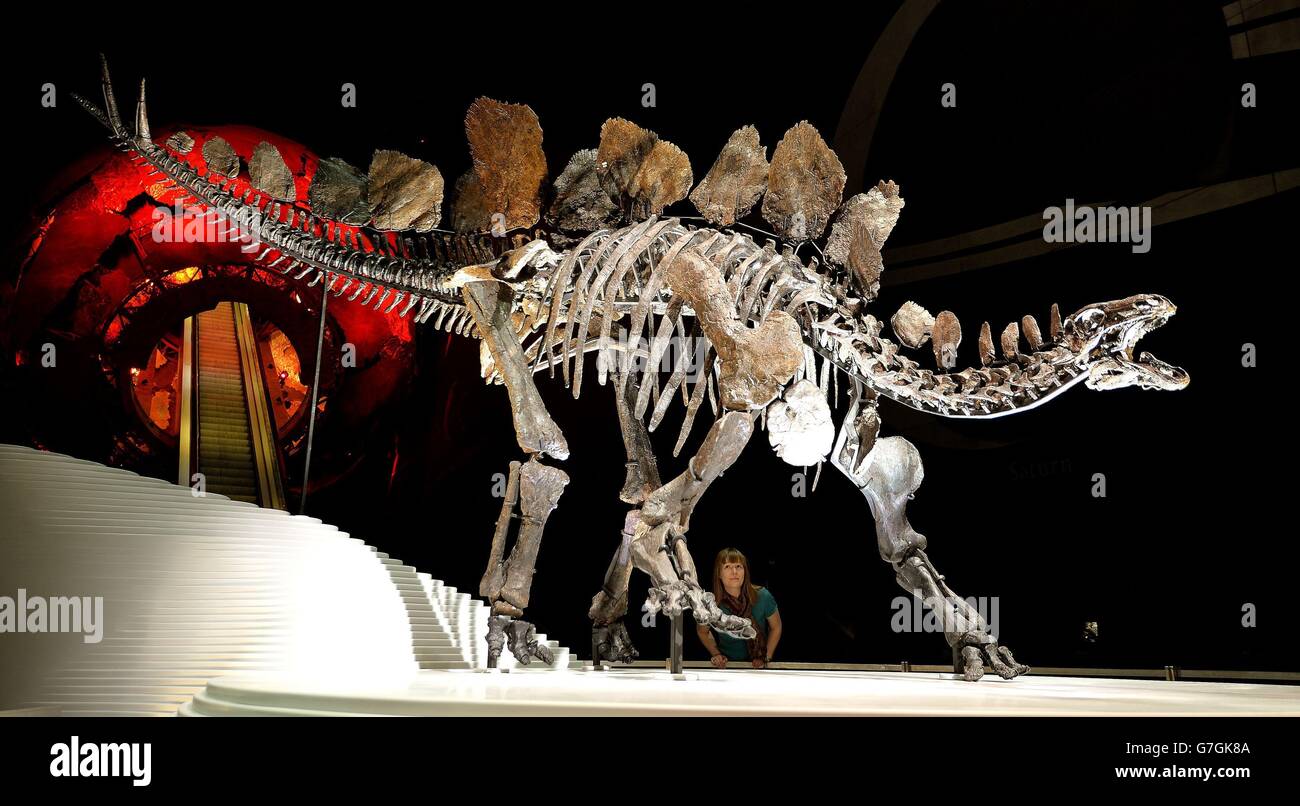 Stegosaurus fossil at the Natural History Museum - London Stock Photo ...