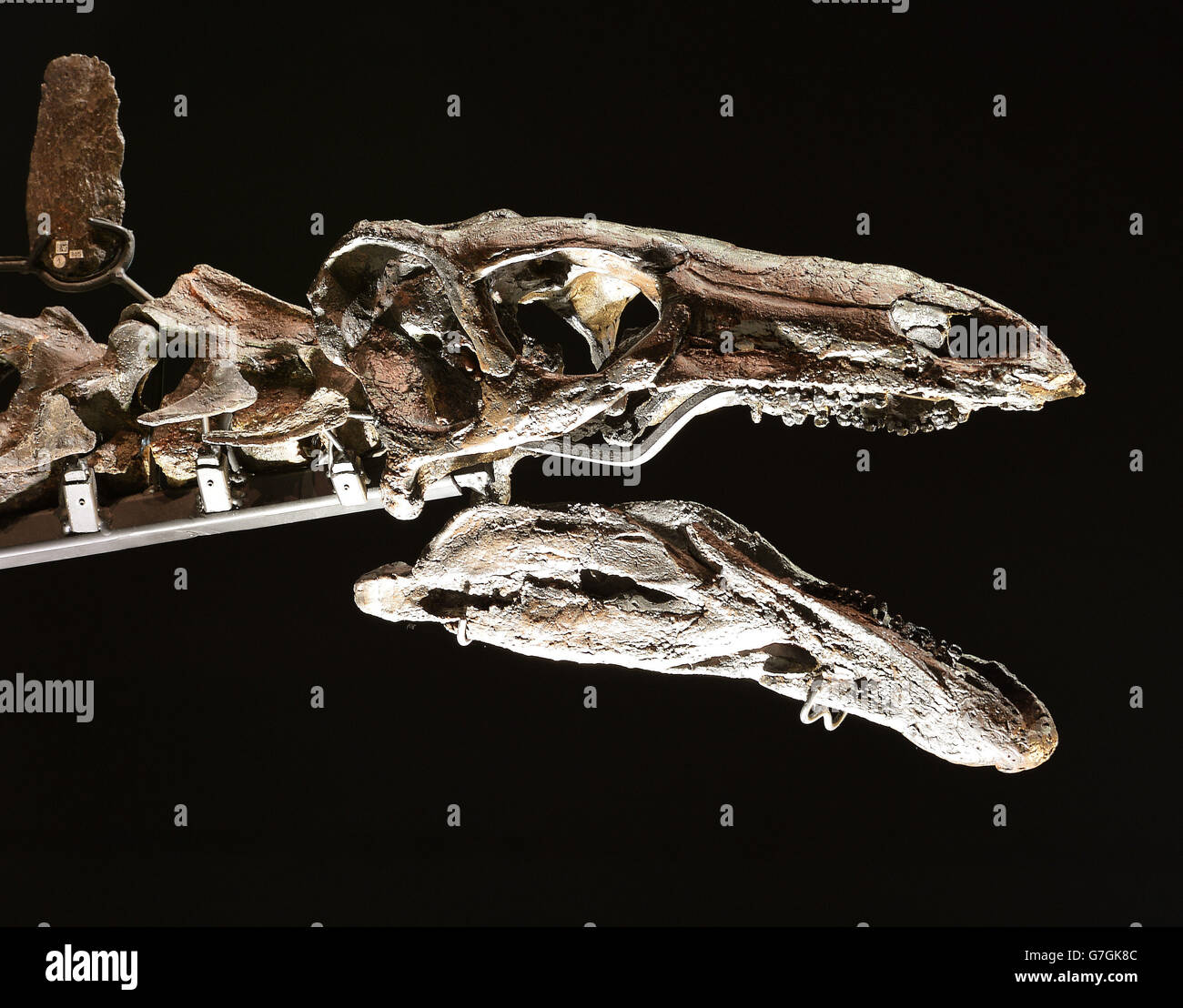 Stegosaurus fossil hi-res stock photography and images - Alamy