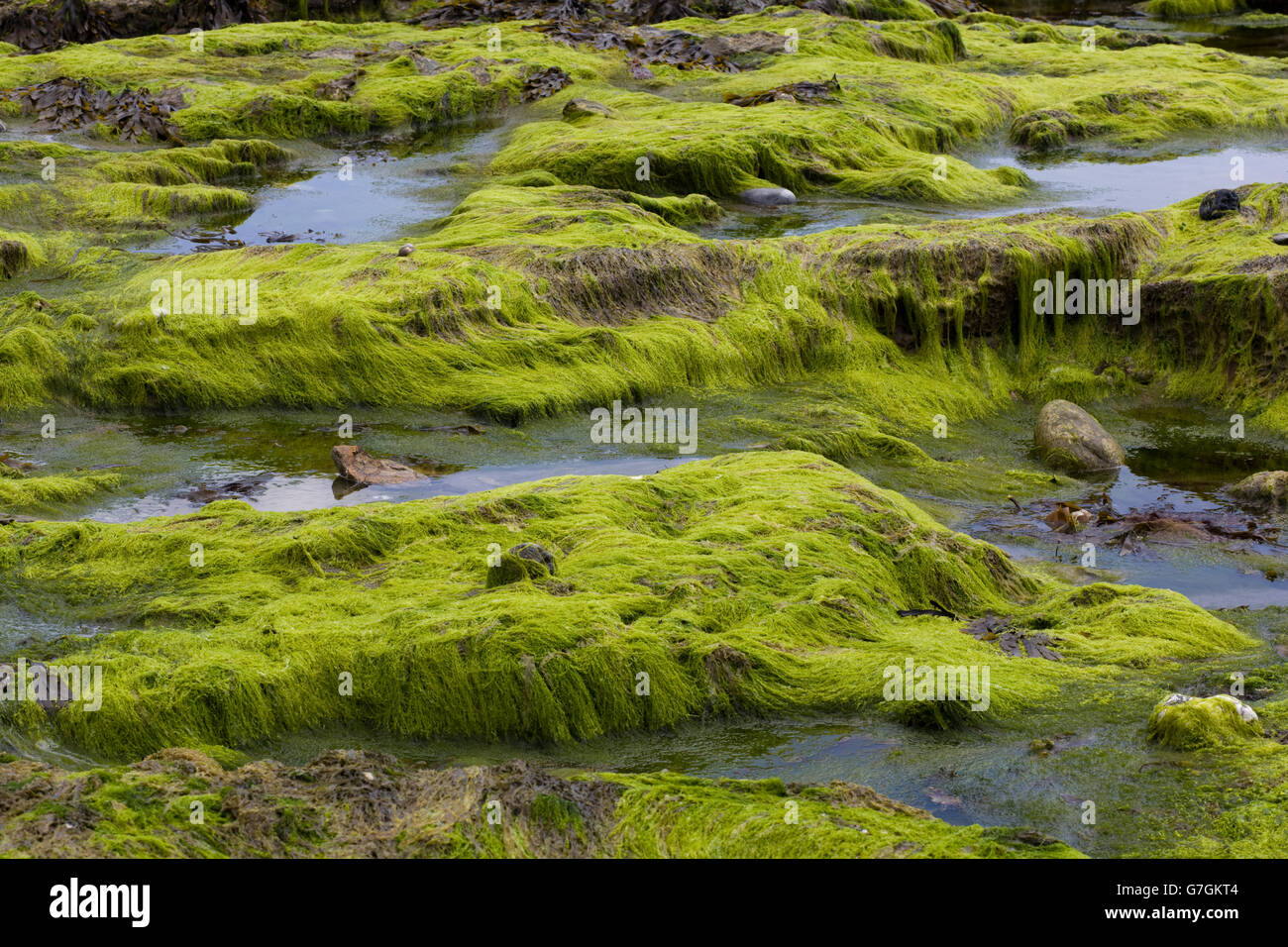 Seaweed shapes hi-res stock photography and images - Alamy