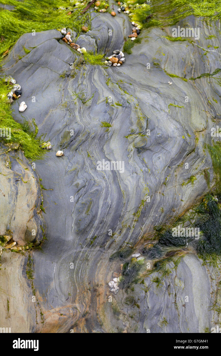 Seaweed shapes hi-res stock photography and images - Alamy