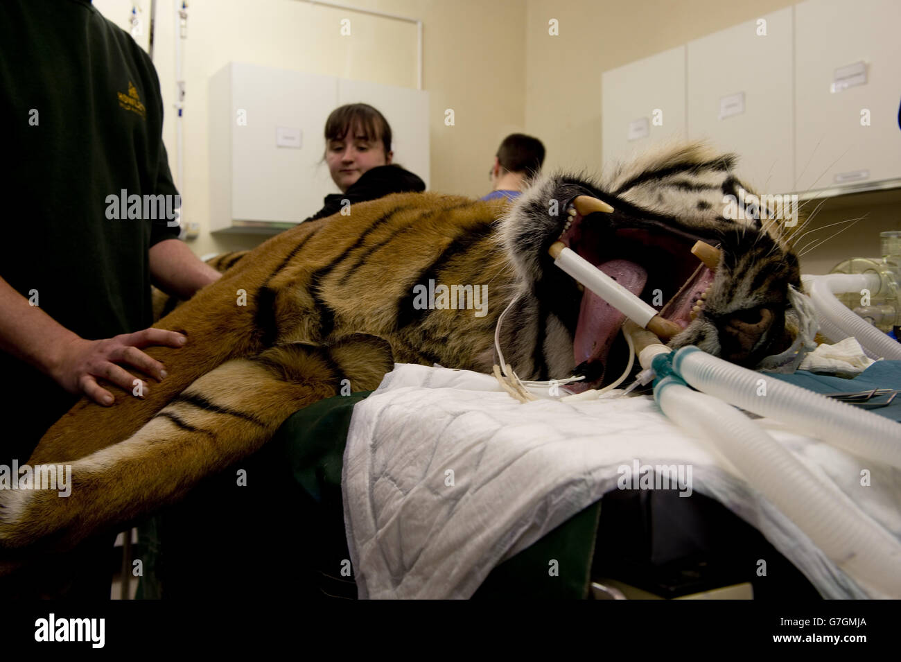 Sumatran Tiger dental work. A filling procedure takes place on Amir, a ...