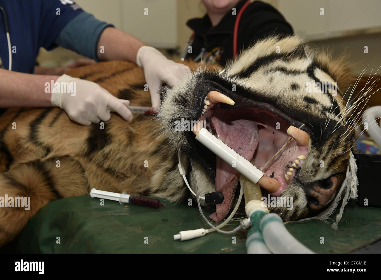 Blood is drawn from amir hi-res stock photography and images - Alamy