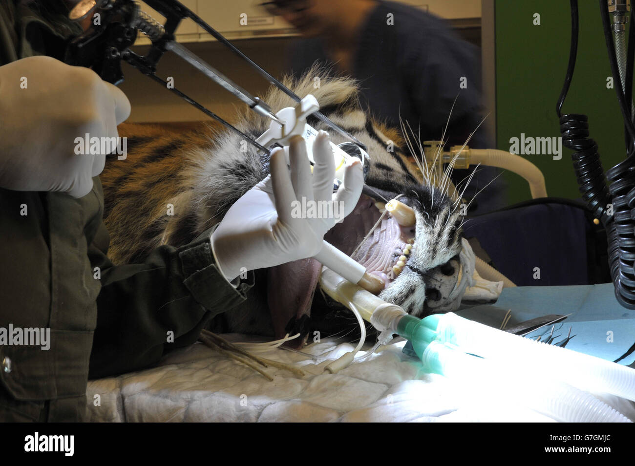 Blood is drawn from Amir, a Sumatran Tiger, during dental treatment at ...