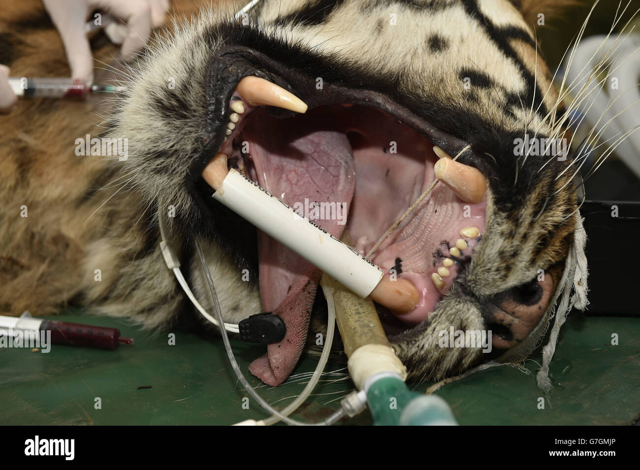 Sumatran tiger dental work hi-res stock photography and images - Alamy