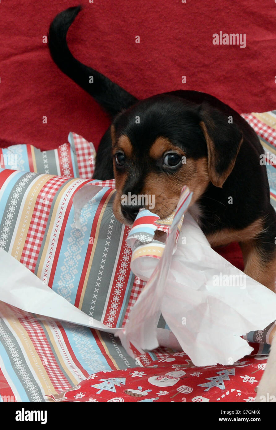 Battersea Dogs Home - London Stock Photo - Alamy