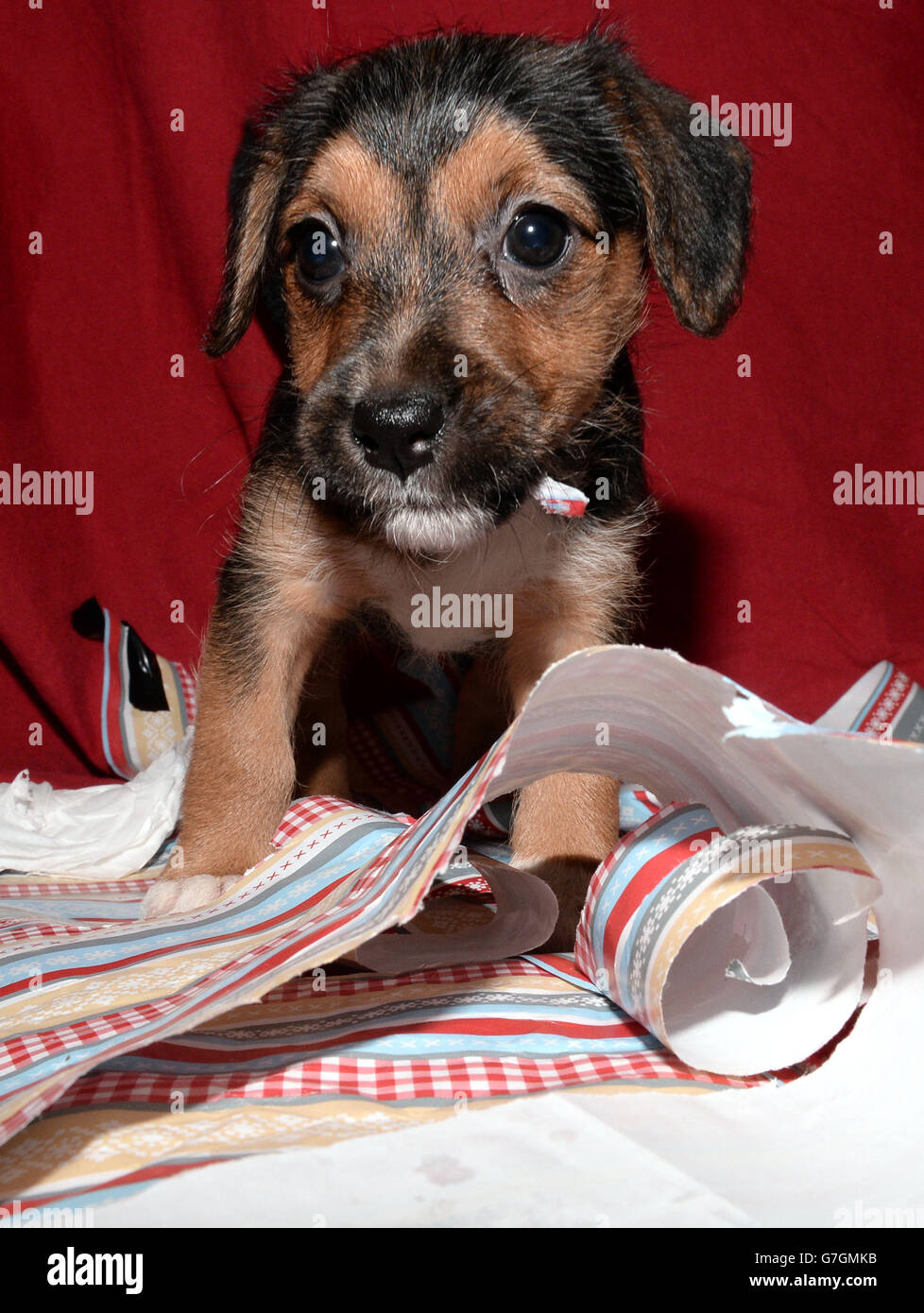 A Jack Russell puppy plays in wrapping paper at Battersea Dogs Home ...
