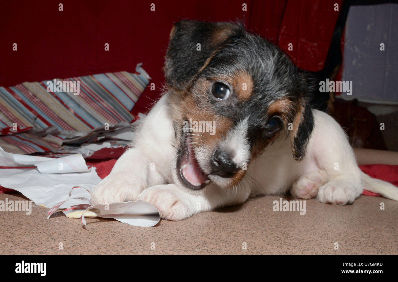 A Jack Russell puppy plays in wrapping paper at Battersea Dogs Home ...