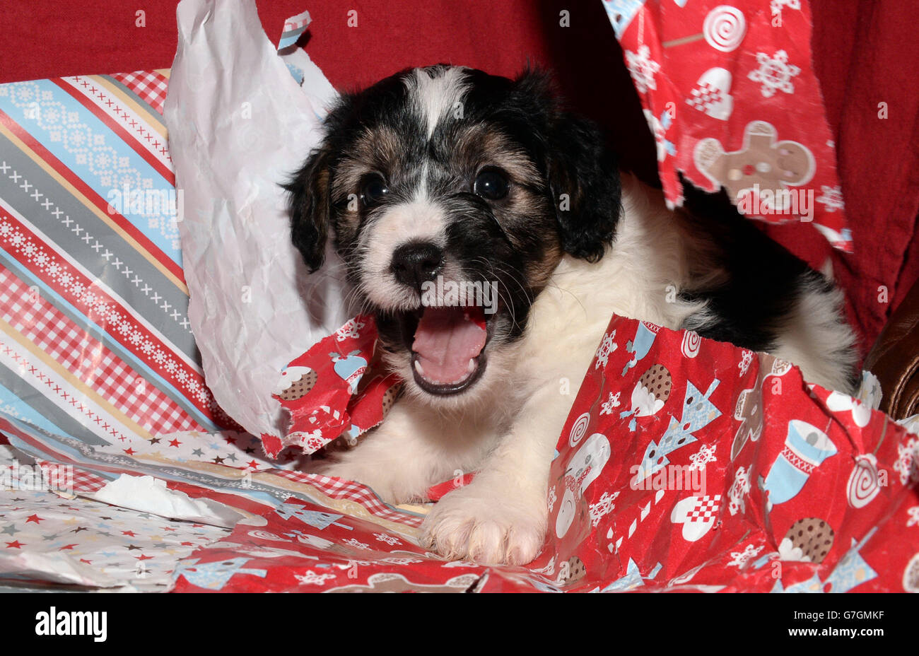 Battersea Dogs Home - London Stock Photo - Alamy