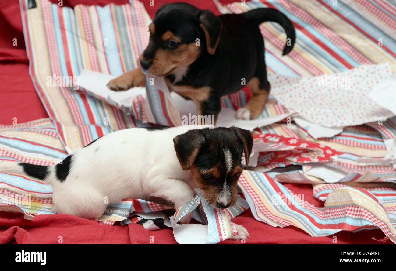 Battersea Dogs Home - London Stock Photo - Alamy