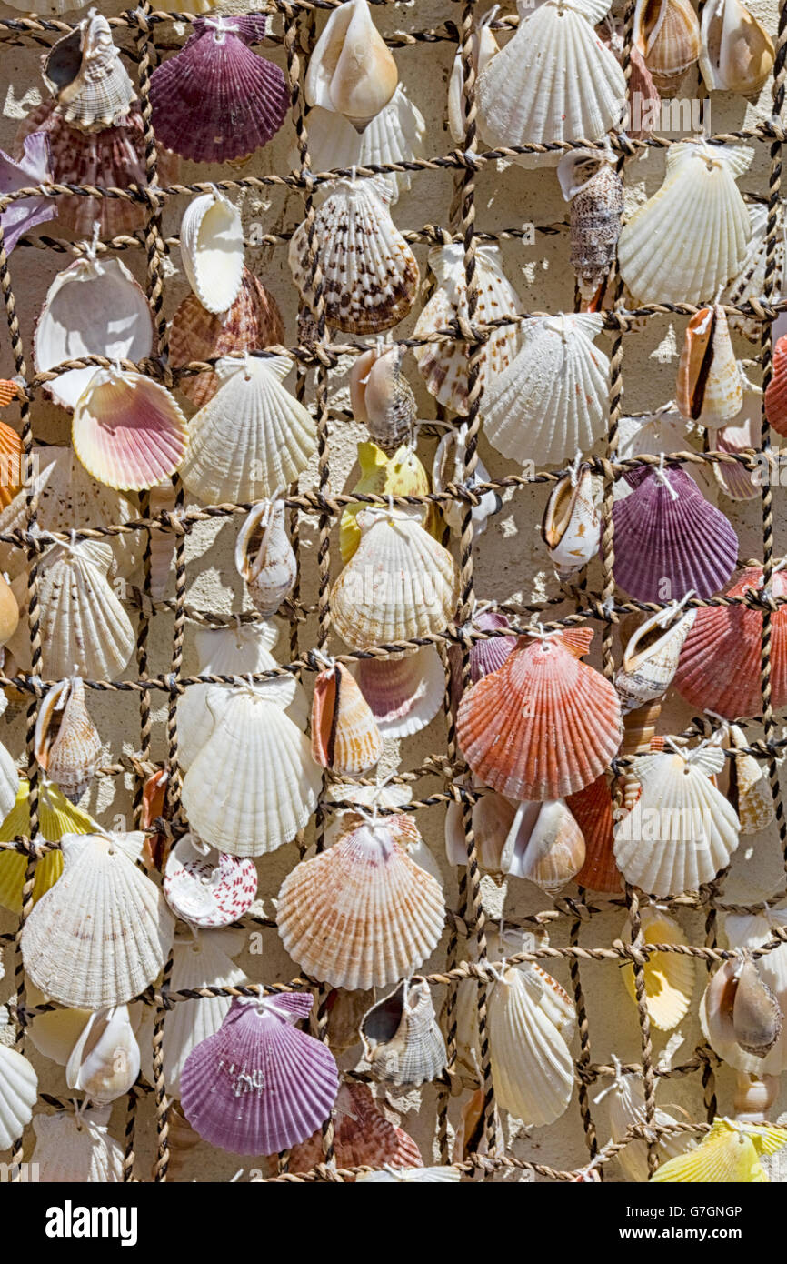 Clam shell string hi-res stock photography and images - Alamy