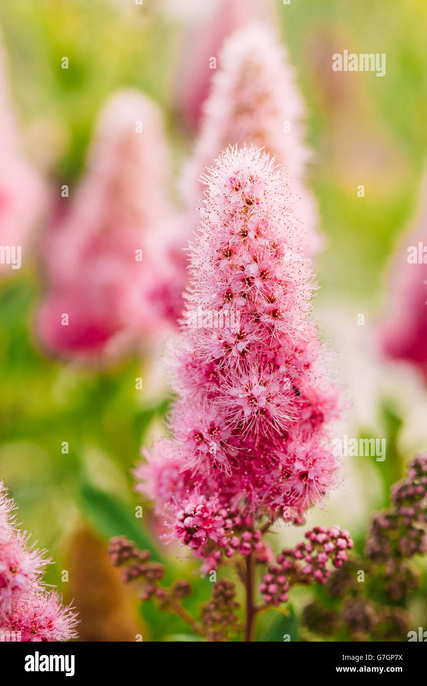 Pink Spirea Flowers On Bush At Spring. Spiraea Flowers Are Highly ...