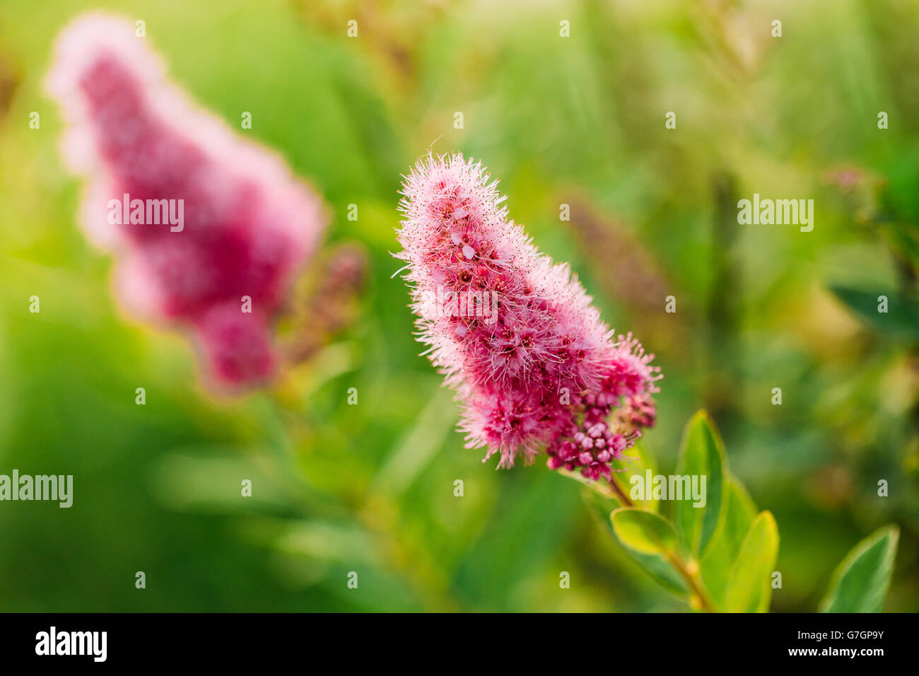 Pink Spirea Flowers On Bush At Spring. Spiraea Flowers Are Highly ...
