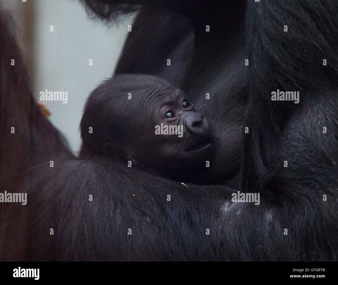 Western lowland gorilla zoo hi-res stock photography and images - Alamy