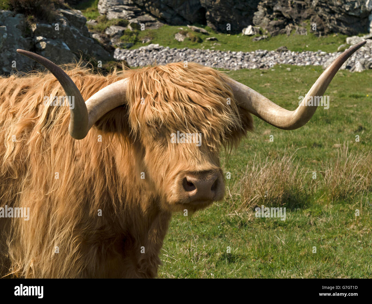 Scottish Highland cow, Isle of Colonsay, Scotland, UK Stock Photo - Alamy