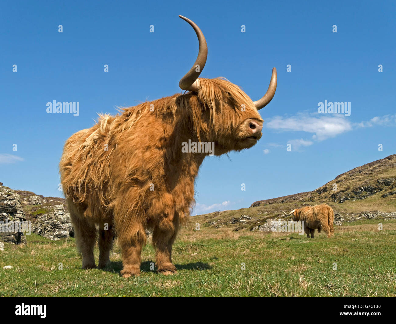 Highland Cow Standing High Resolution Stock Photography and Images - Alamy