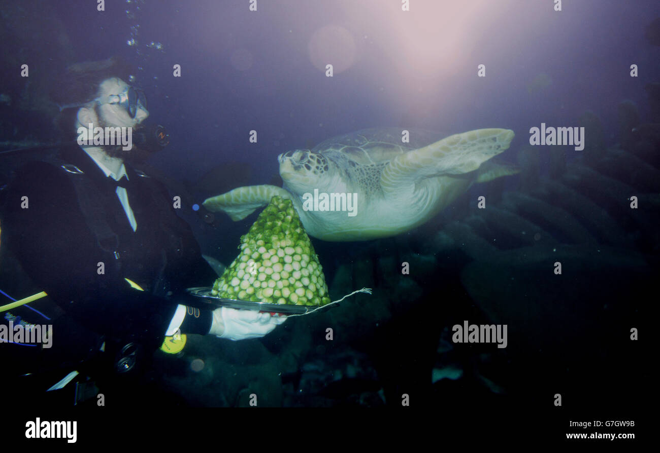 Giant Sea turtles eating sprouts Stock Photo - Alamy