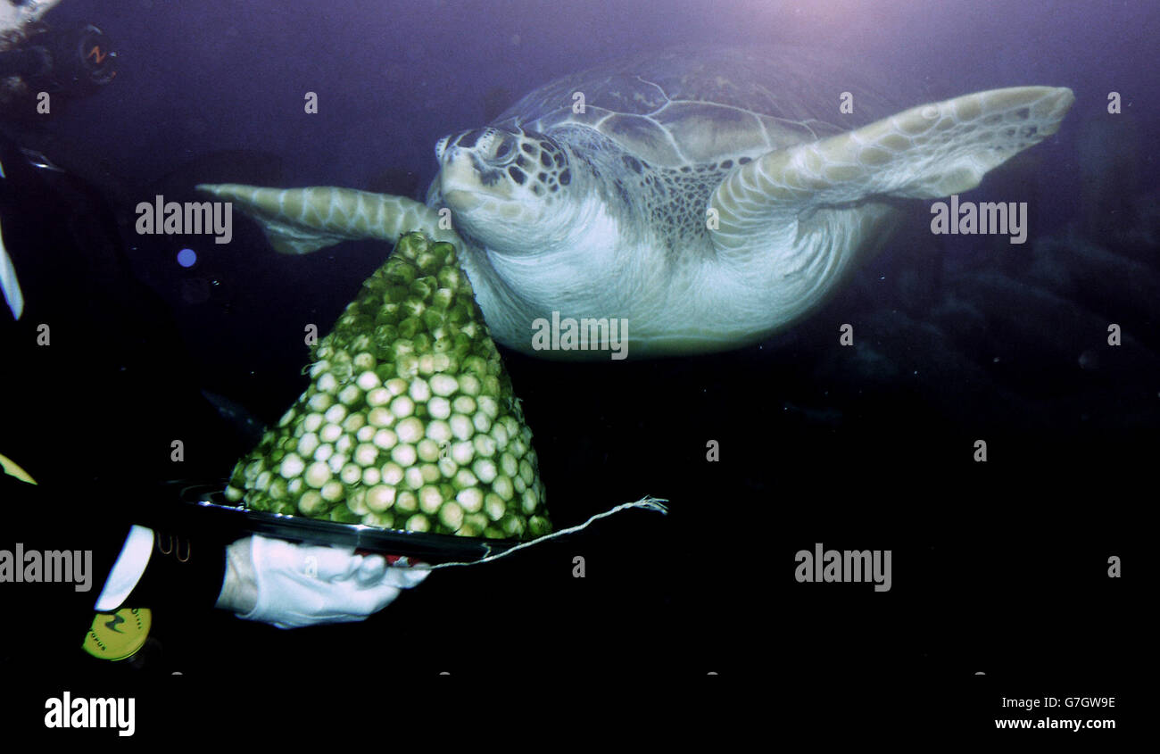 Giant sea turtles eating hi-res stock photography and images - Alamy