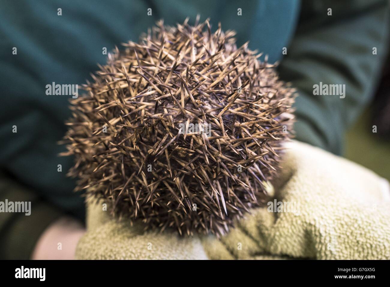 Hedgehog ball hi-res stock photography and images - Alamy