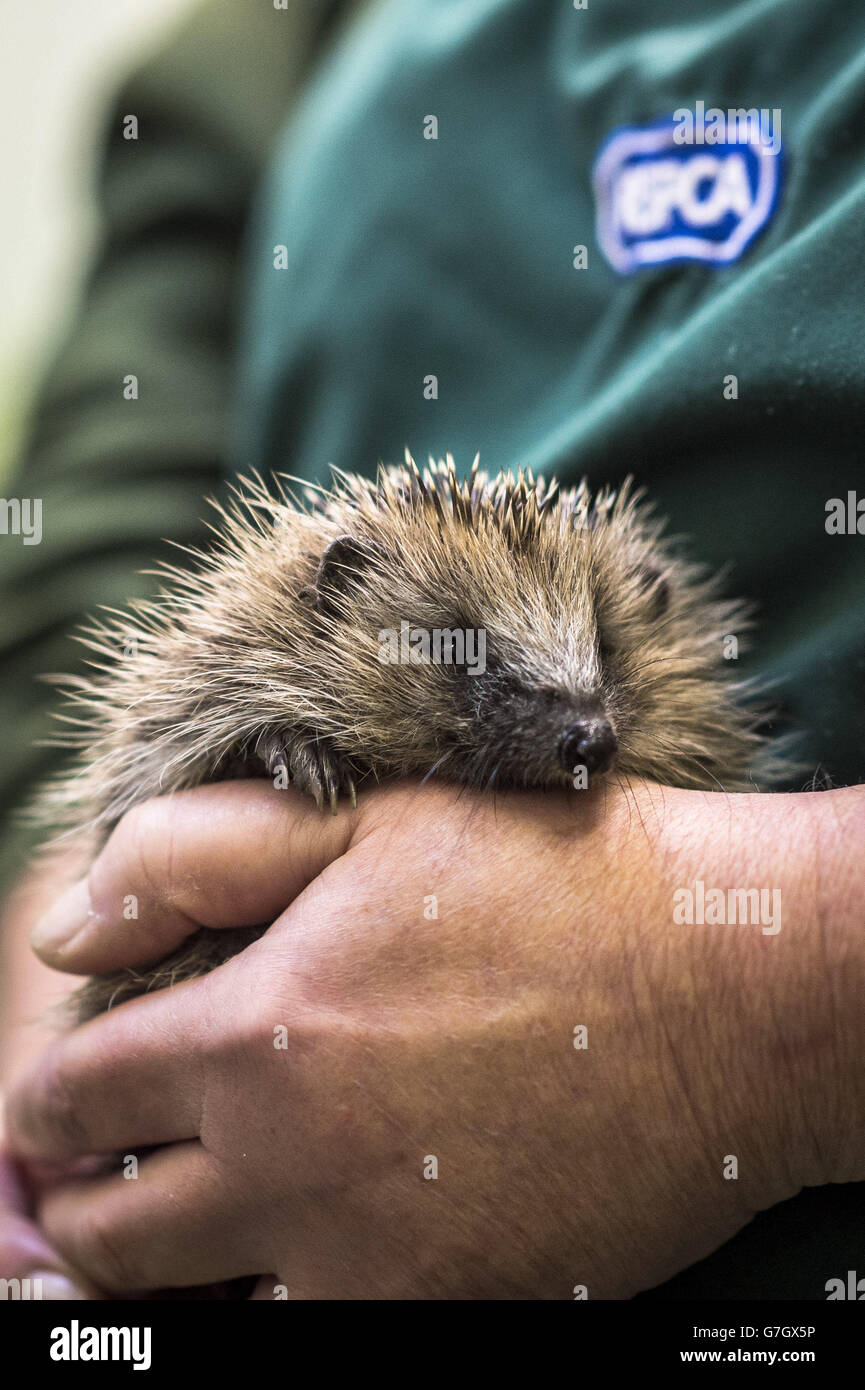 Hedgehogs at West Hatch RSPCA Wildlife centre Stock Photo - Alamy