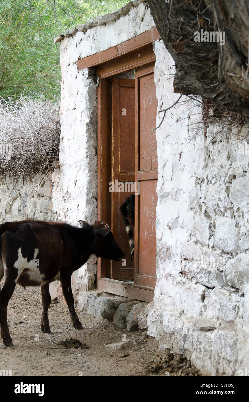 Cows returning home to village at the end of the day, Diskit, Nubra ...