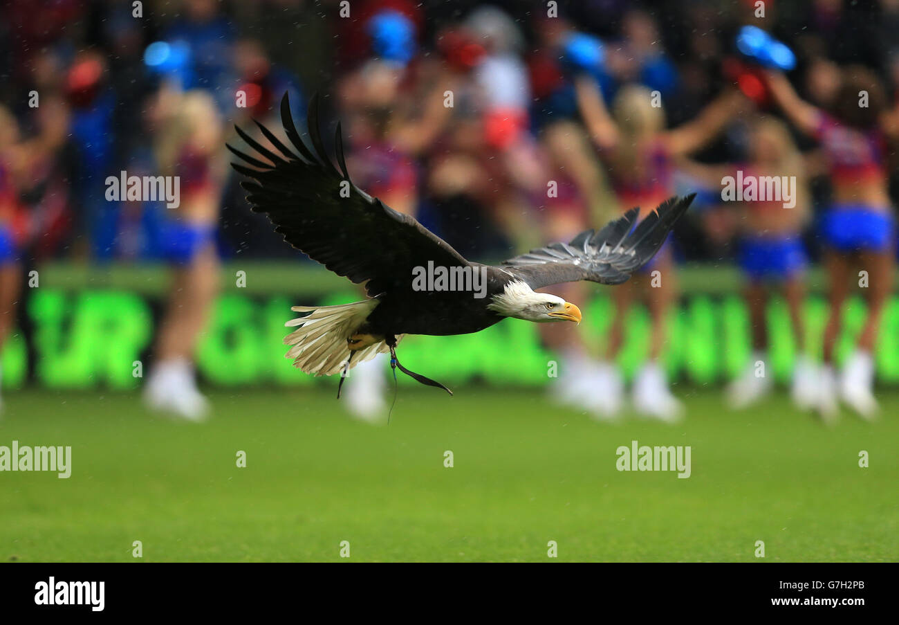 Crystal Palace's mascot Kayla, a North American Bald Eagle Stock Photo ...