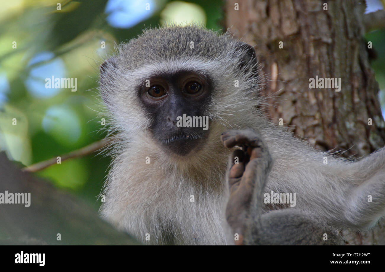 Monkeys scratch hi-res stock photography and images - Alamy